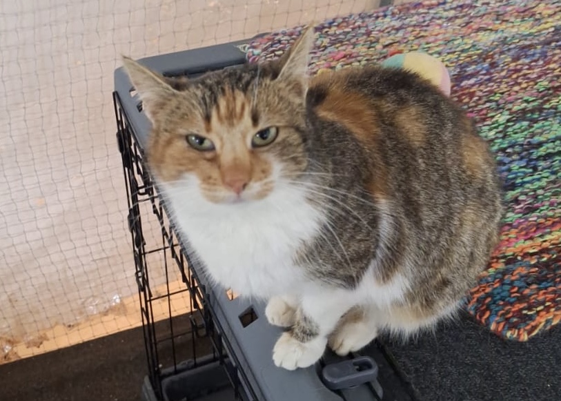 Daisy | Das Schwarze Schaf